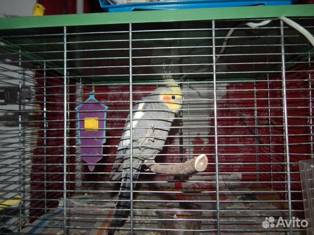 Поменяю самца кореллы на самку