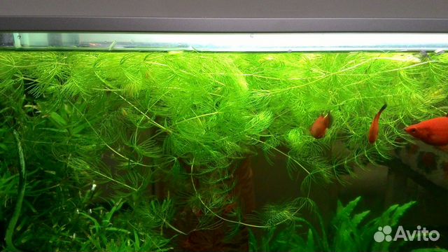 Продам аквариумные растения