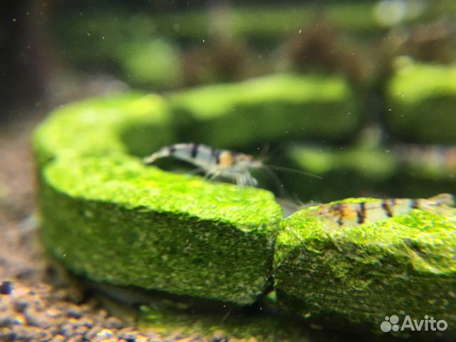 Креветка пресноводная Тигр Енот и блюдримы