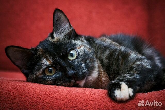 Павлина, 1 год