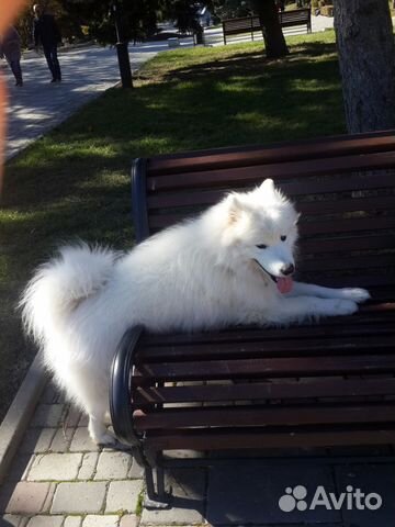 Самоед вязка