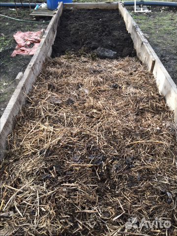 Ккч черви около рынка «Алмаз»