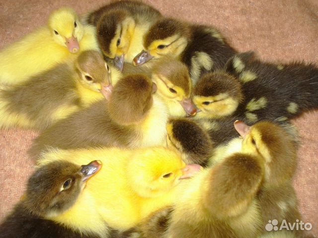 Индоутята, циплята, индюшата