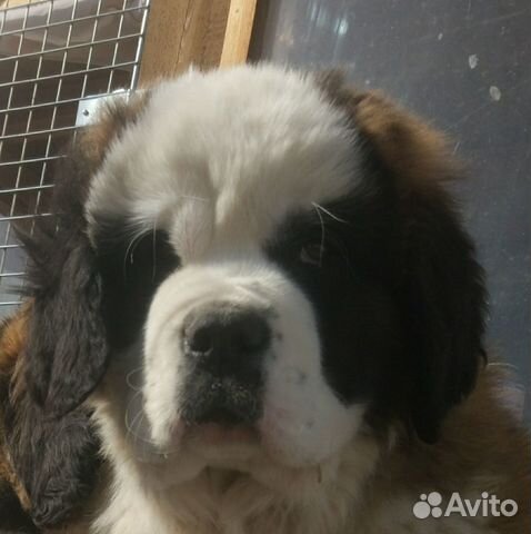 Альпийский мастиф щенки