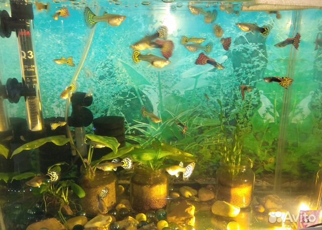 Аквариумные мальки рыбки "Гуппи"