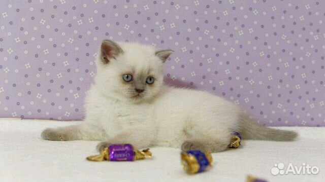 Клубная голубоглазая малышка