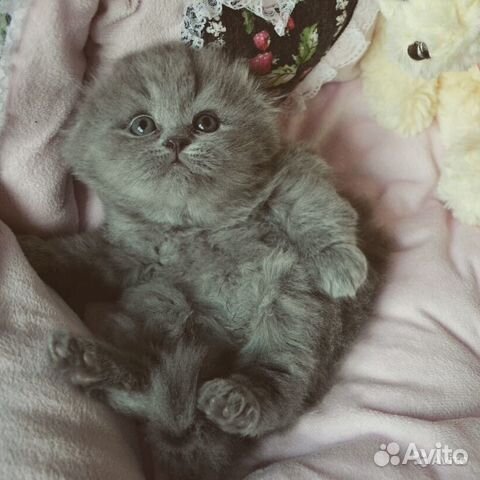 Котик пушистый вислоухий