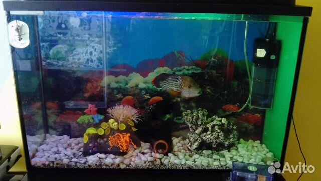 Цихлиды и анциструс