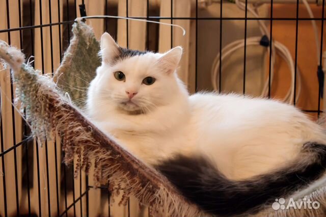 Красивый и очень пушистый кот Ваня в добрые руки