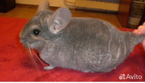 Шиншилла, самец. Фиолет нс