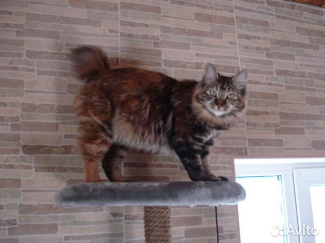 Суперкотята