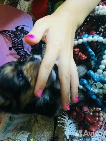 Йорки миники