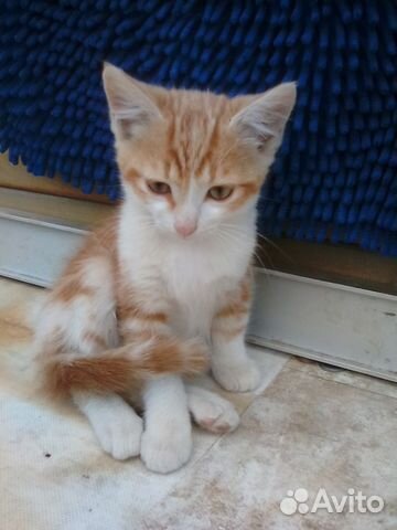 Душечка - плюшевый котенок в хорошие руки