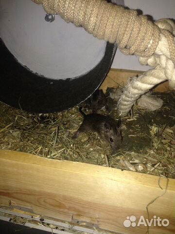 Дегу в хорошие руки