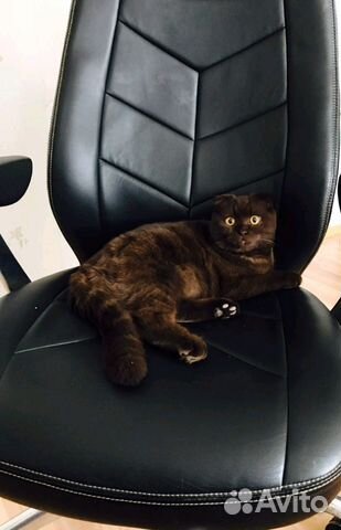 Вязка шотландец