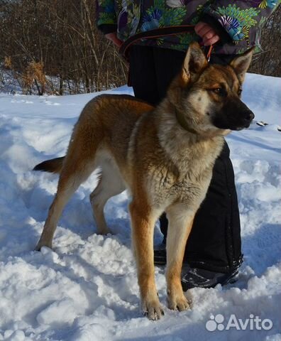 Эрика ищет дом