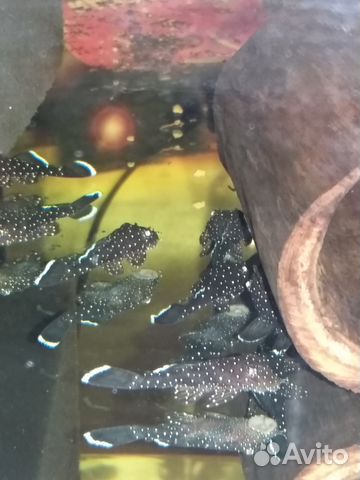 Звёздчатый Анциструс L-181