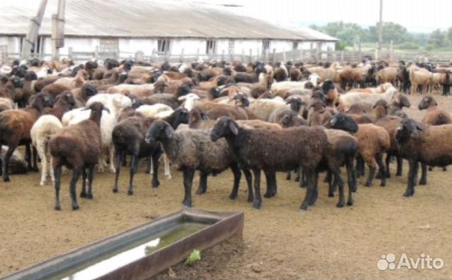 Овцы курдючные