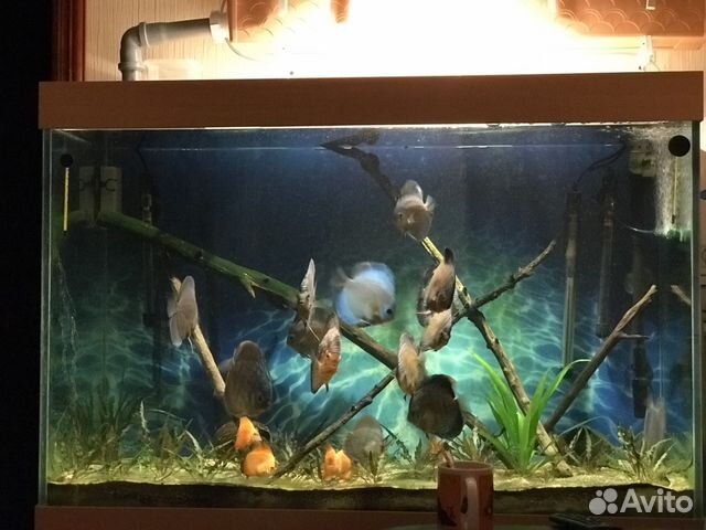 Дискусы