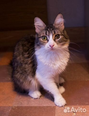 Милая Претория