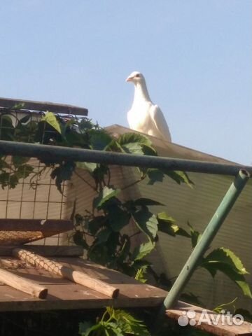 Голуби на свадьбу