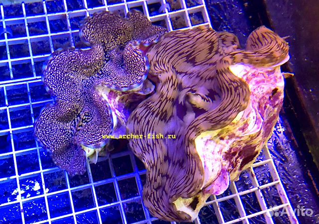 Тридакны для морского аквариума