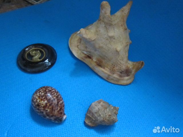 Раковина морская 23 см., ракушки