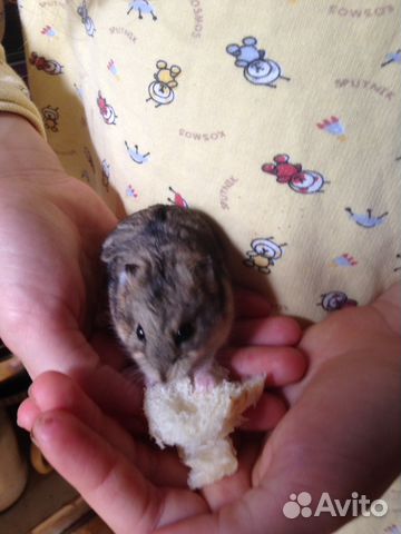 Джунгарский хомяк