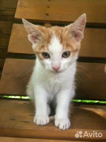 Котенок рыжий котик 3 мес