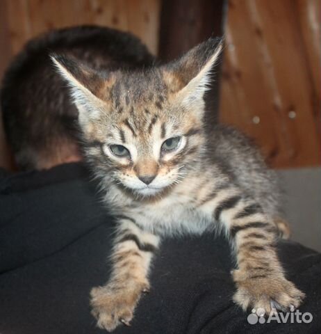 Котик Саванна гибрид ф5