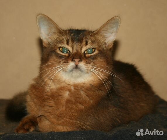 Сомалийский котик