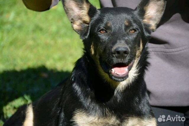 Щенок Риччи метис немецкой и французской овчарки 6