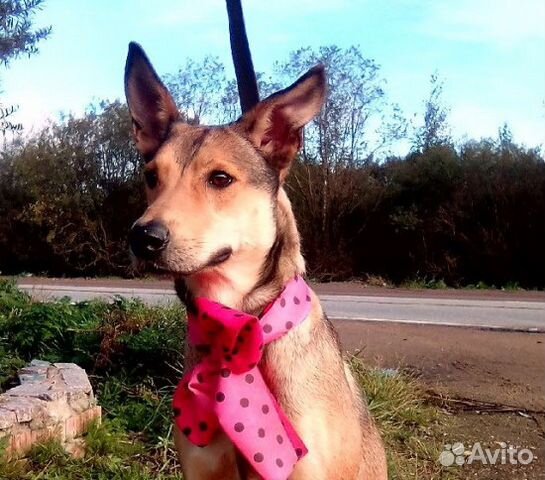 Большая умница - молодая воспитанная собачка