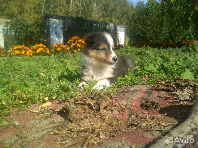 Продам щенков шелти