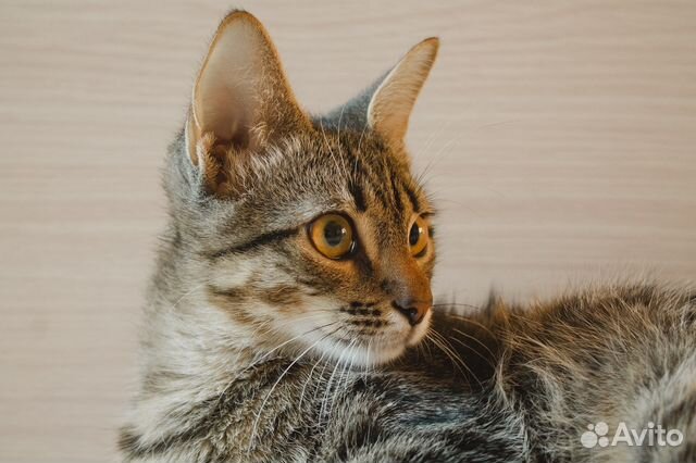 Юджин, 5-6 мес