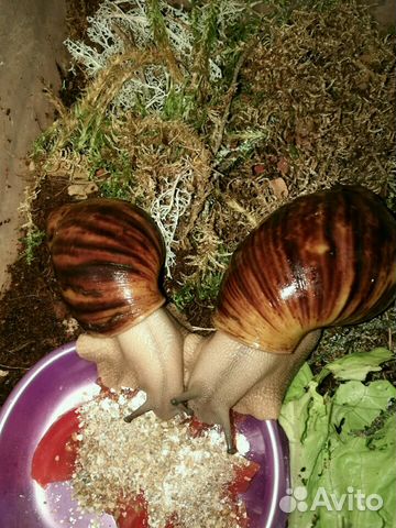 Улитка архахатина маргината овум