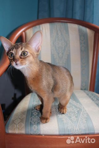 Абиссинские котята