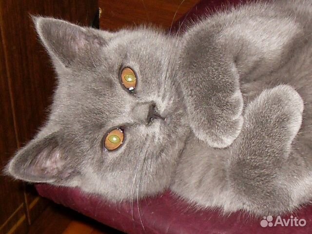 Британская