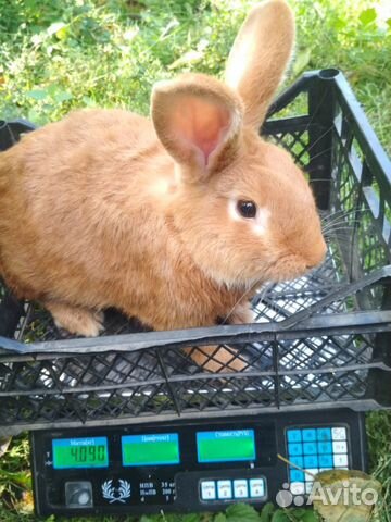 Чистопородные бургундские кролики