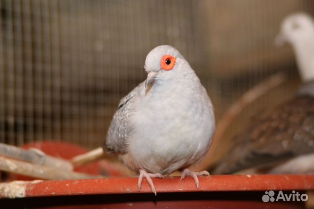 Продаются брильянтовые горлицы