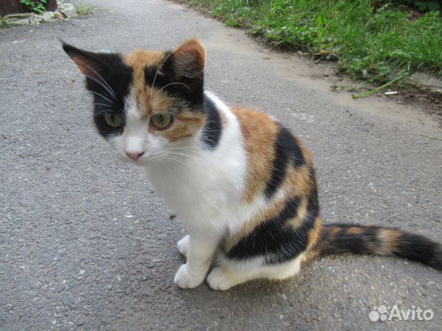 Ласковые котята,кошечки,котики с ул.Семашко в дар