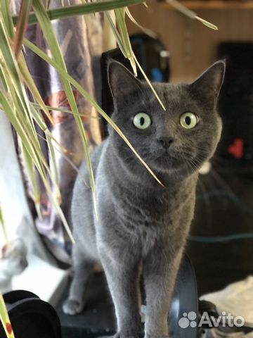 Отдам кота в добрые руки