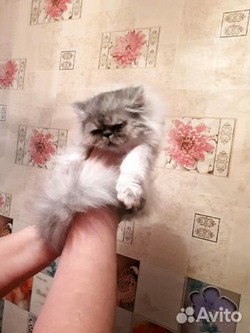 Персидский экстримальный мальчик