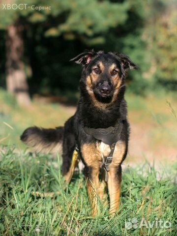 Говорящая собака, метис овчарки