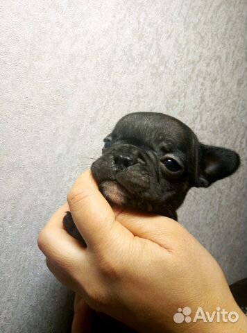 Французский бульдог