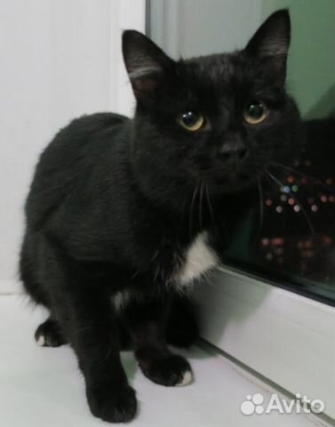 Ласковый котик