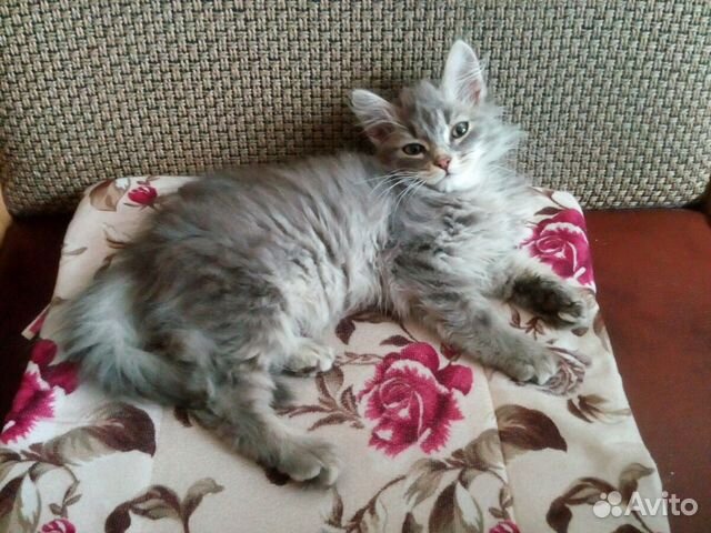 Умный, красивый котик ищет своего хозяина