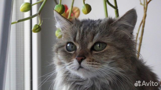 Уютная кошечка Шеррил