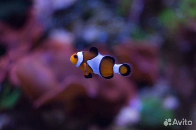 Продам морской аквариум