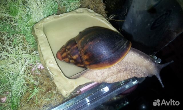 Archachatina marginata egregia